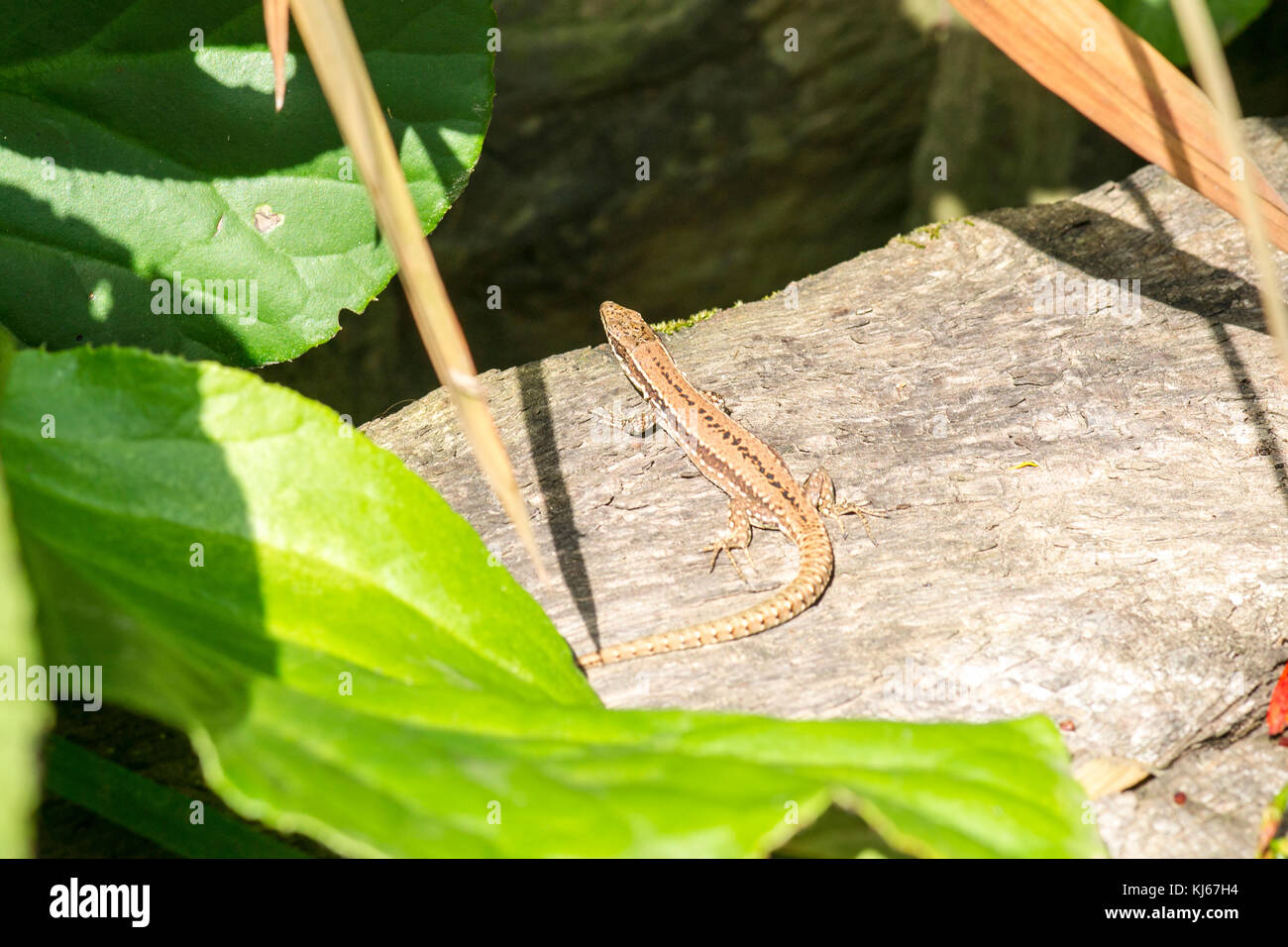 The common lizard Stock Photo - Alamy
