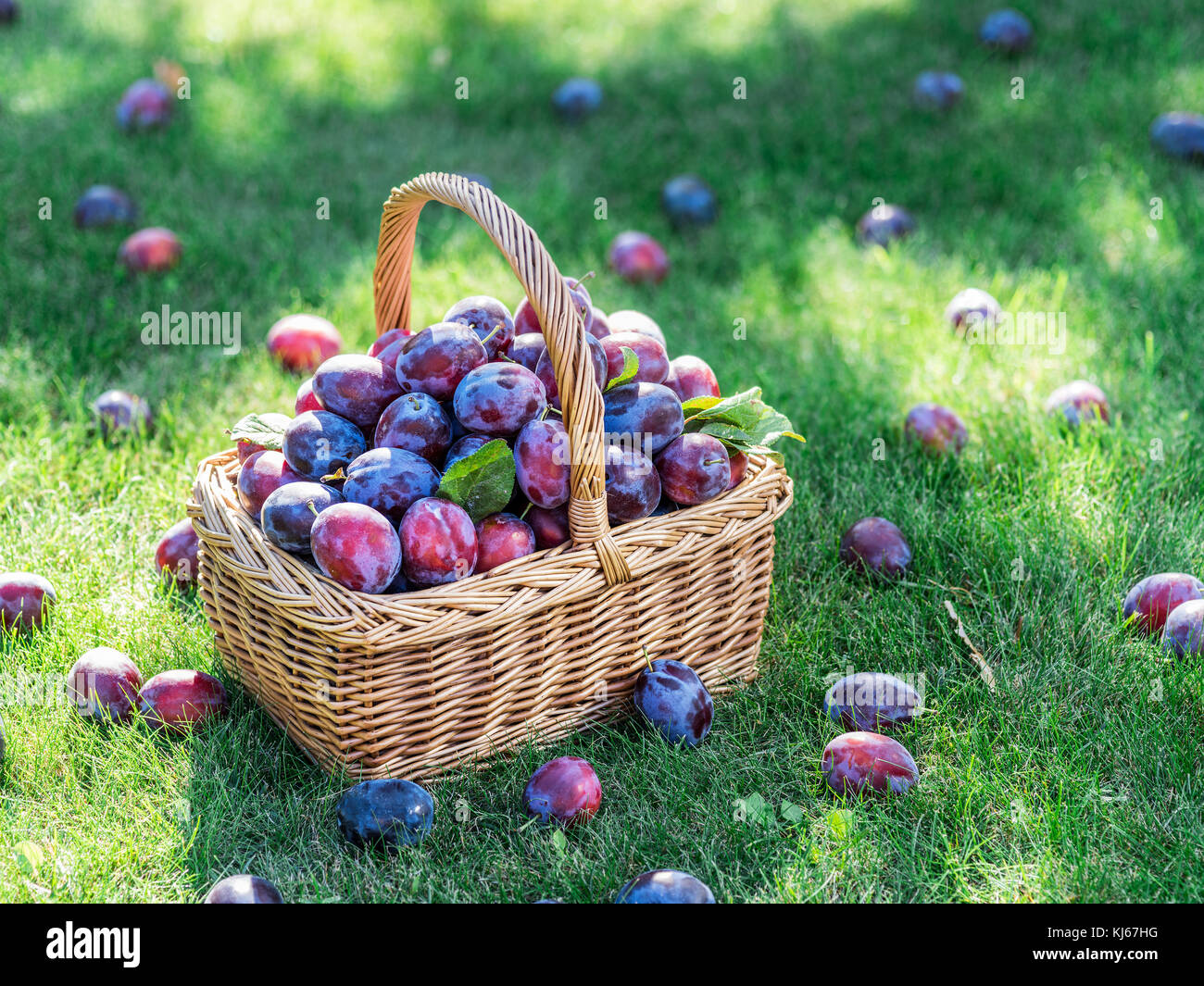 Plum harvest. Plums in the basket on the green grass Stock Photo - Alamy