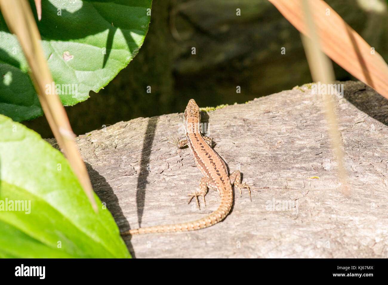 The common lizard Stock Photo - Alamy