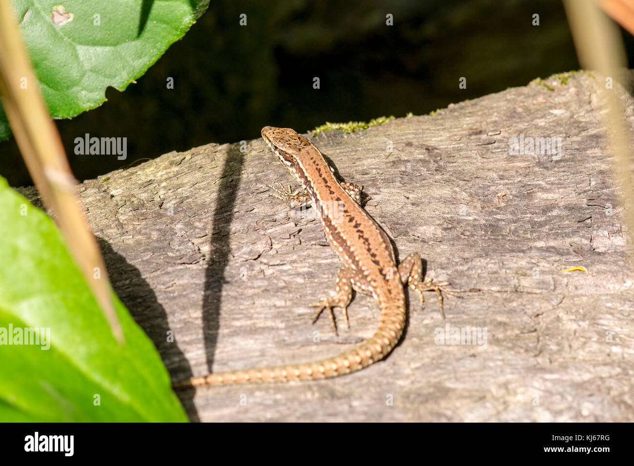 The common lizard Stock Photo - Alamy