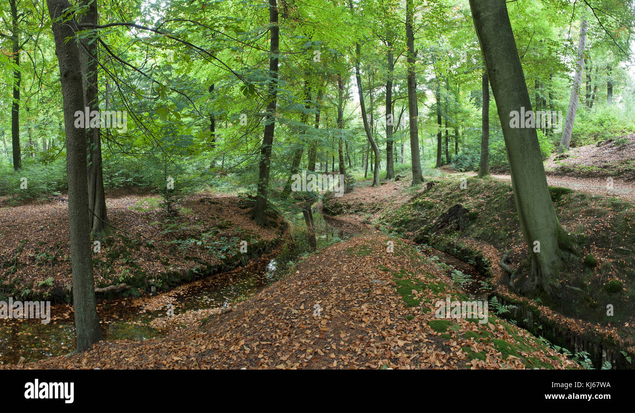 Split oak forest hi-res stock photography and images - Alamy