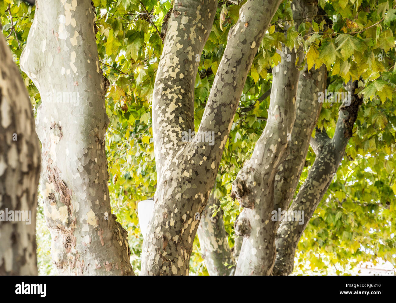 Platanus trees. Scaly and shaped patches on the trunk Stock Photo - Alamy