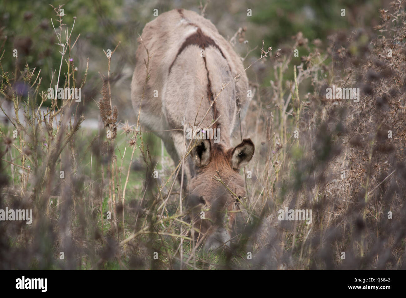 Donkey on pasture Stock Photo - Alamy