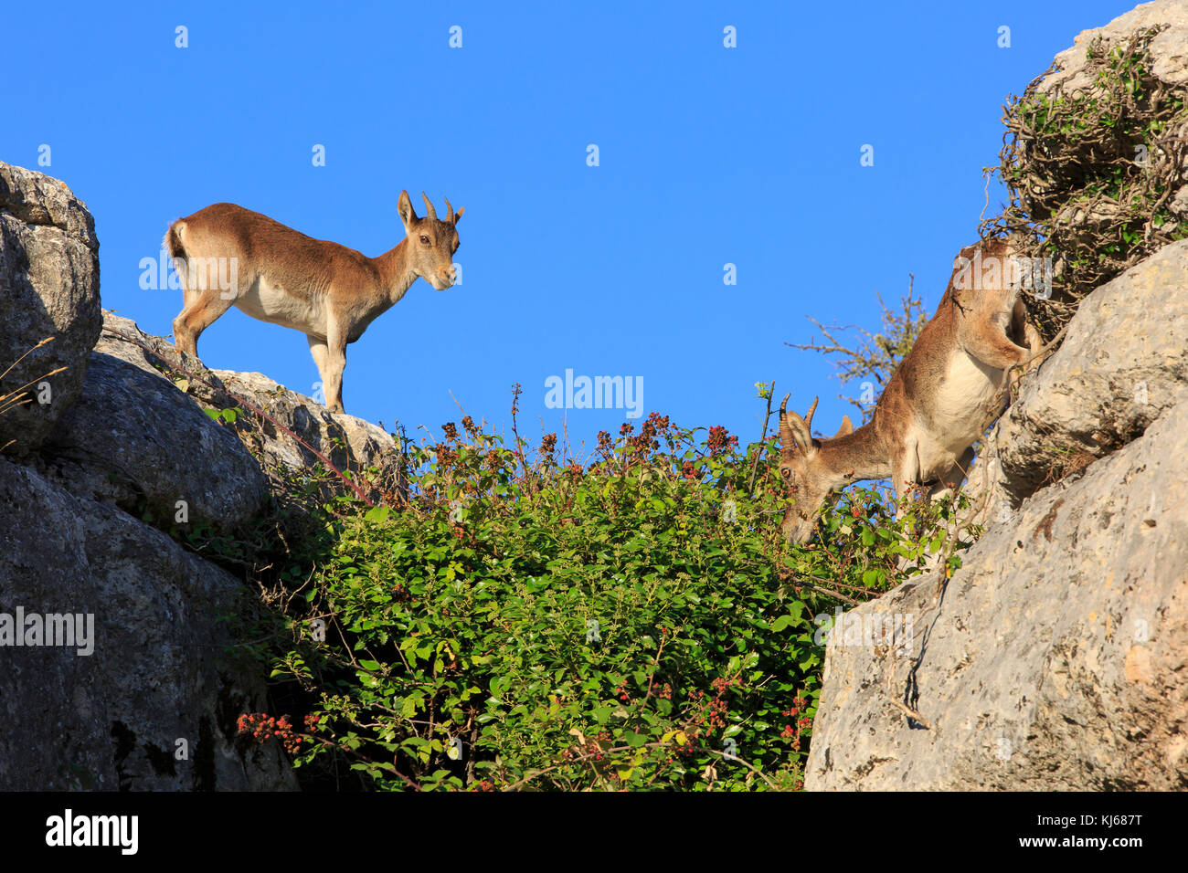 Iberian wild goat hi-res stock photography and images - Alamy