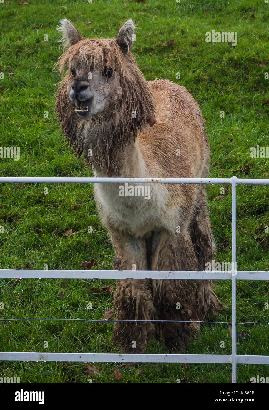Clanard court hi-res stock photography and images - Alamy