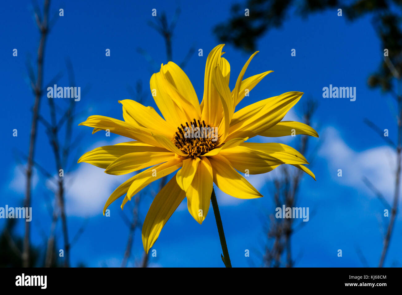 Yellow daisy hi-res stock photography and images - Alamy