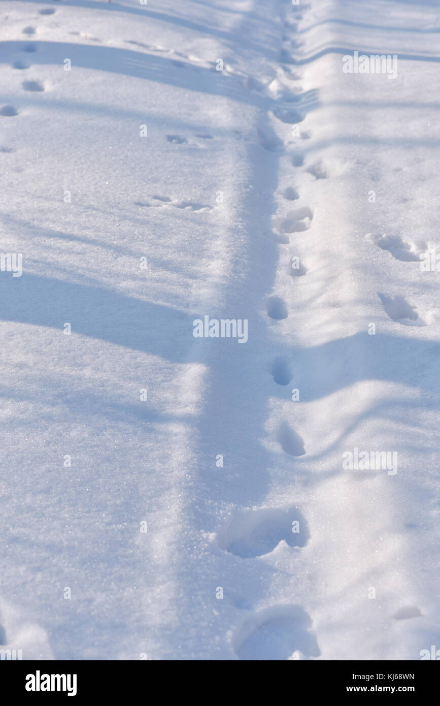 Path in snow at mountain in cold winter morning Stock Photo - Alamy