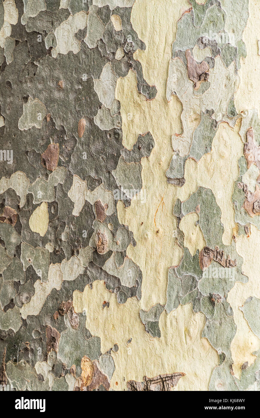 Mottled patches hi-res stock photography and images - Alamy