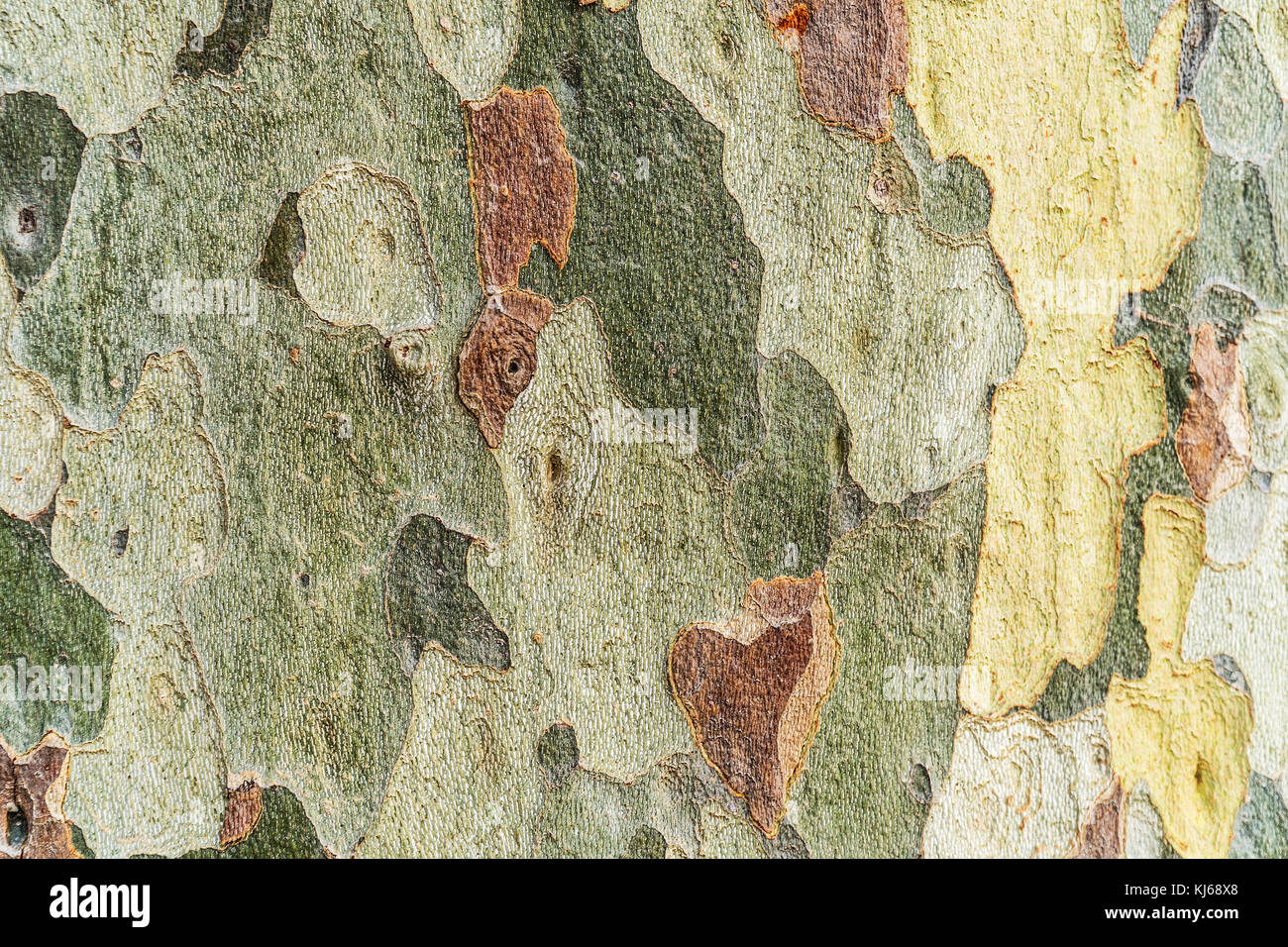 Platanus trees. Scaly and shaped patches on the trunk Stock Photo - Alamy