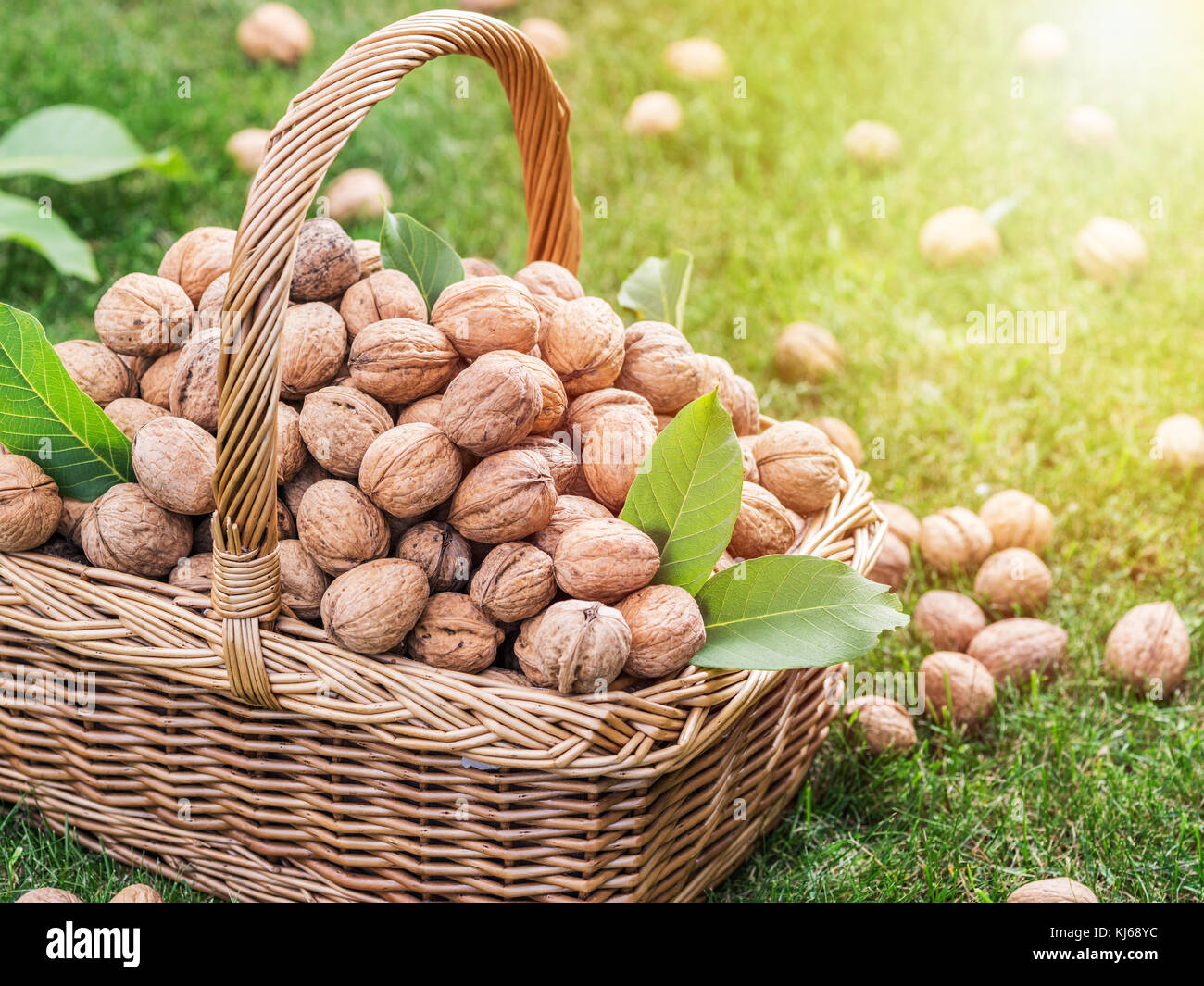 Walnut harvest. Walnuts in the basket on the green grass Stock Photo ...