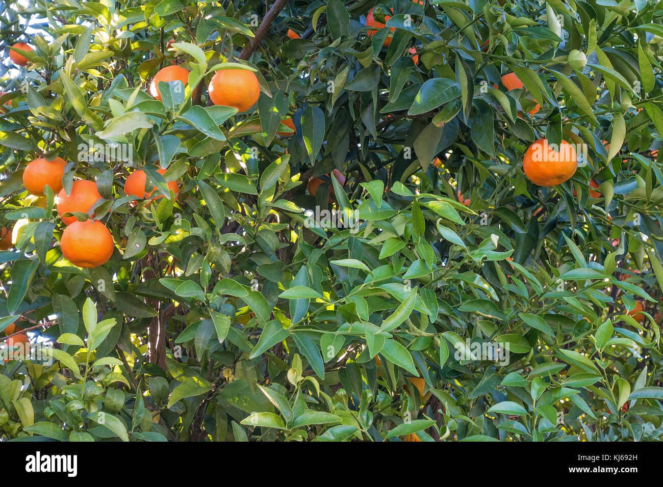 Mandarin tree in the province of Valencia, Spain Stock Photo - Alamy