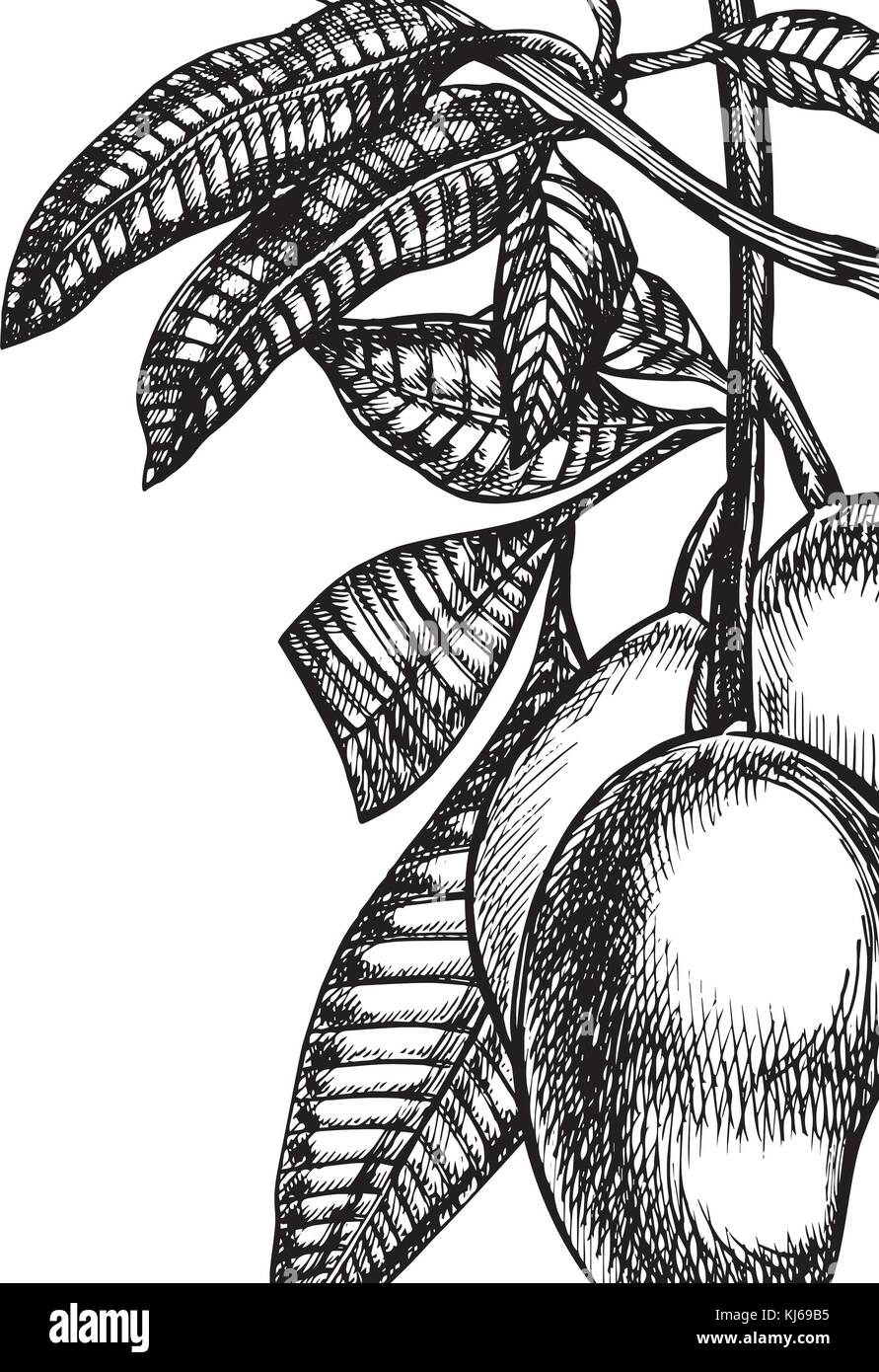 Hand drawn mango fruits set with leafs and mango slices and cubes ...