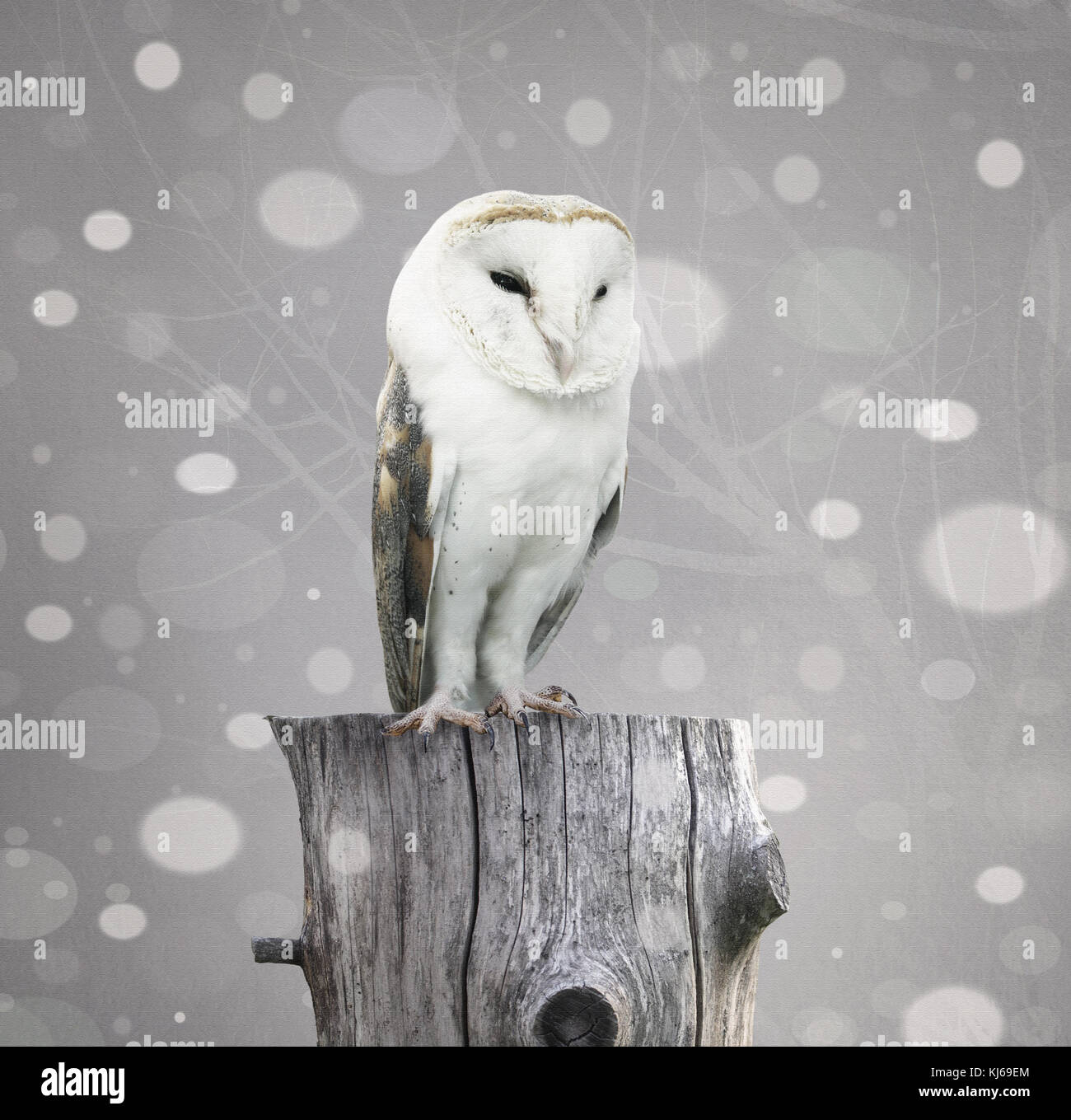 A beautiful barn owl above a trunk with a abstract of snow and branches ...