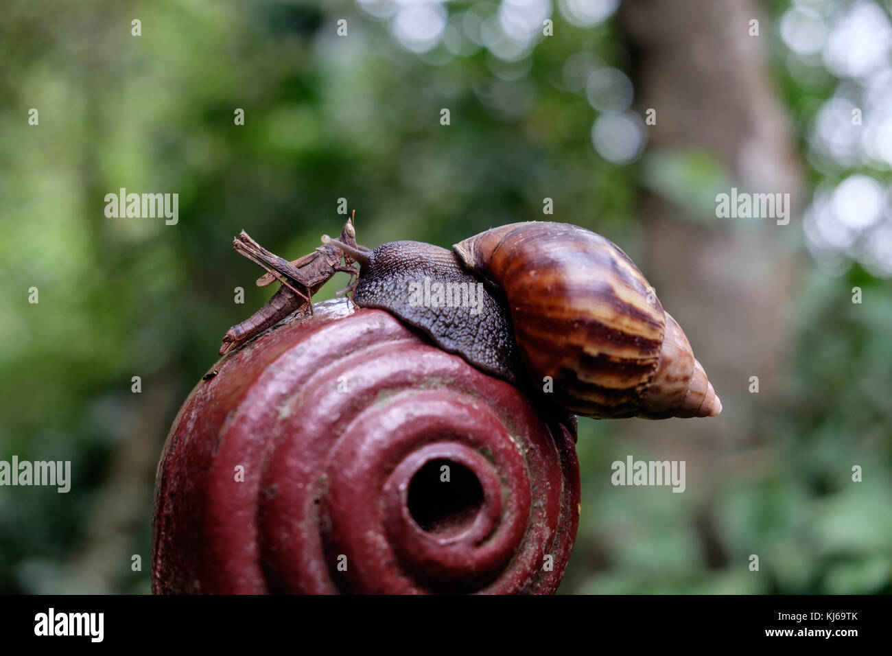 Snail in Taroko Gorge, Taiwan Stock Photo - Alamy