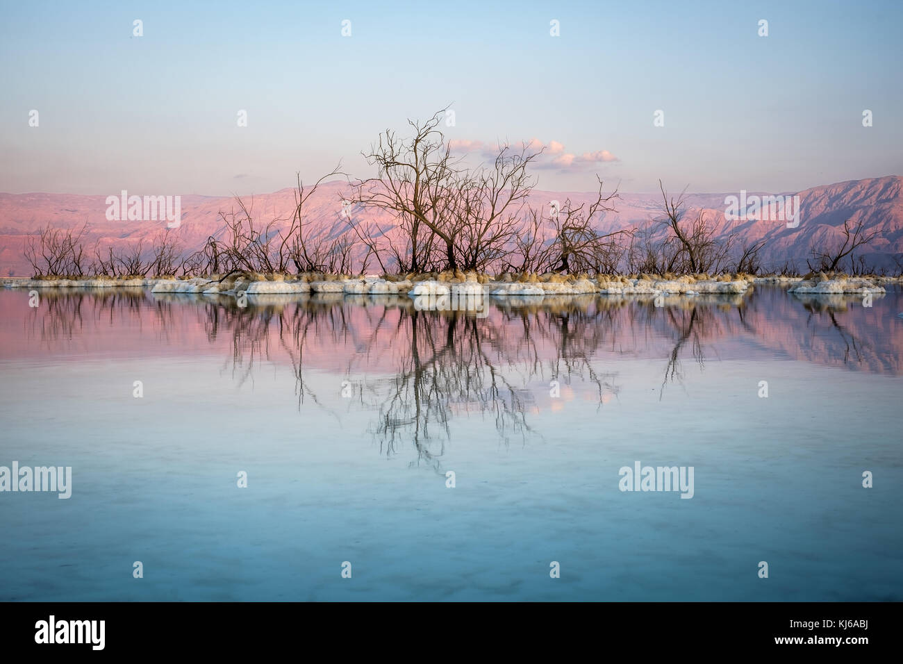 The salty water of the dead sea has turned this trees into fossils. On ...
