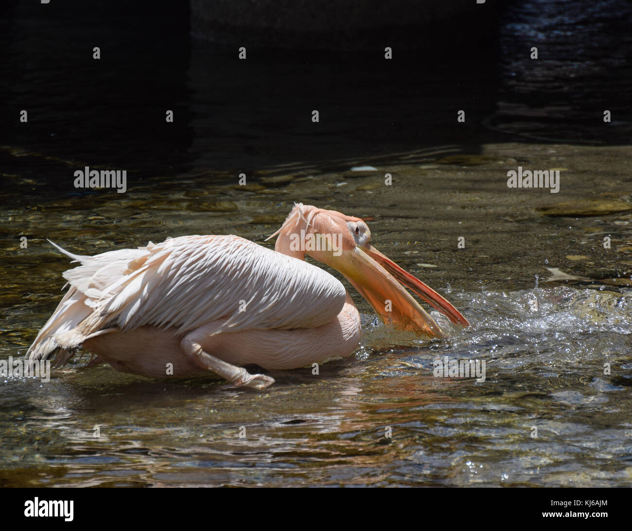 Pelican paphos cyprus hi-res stock photography and images - Alamy