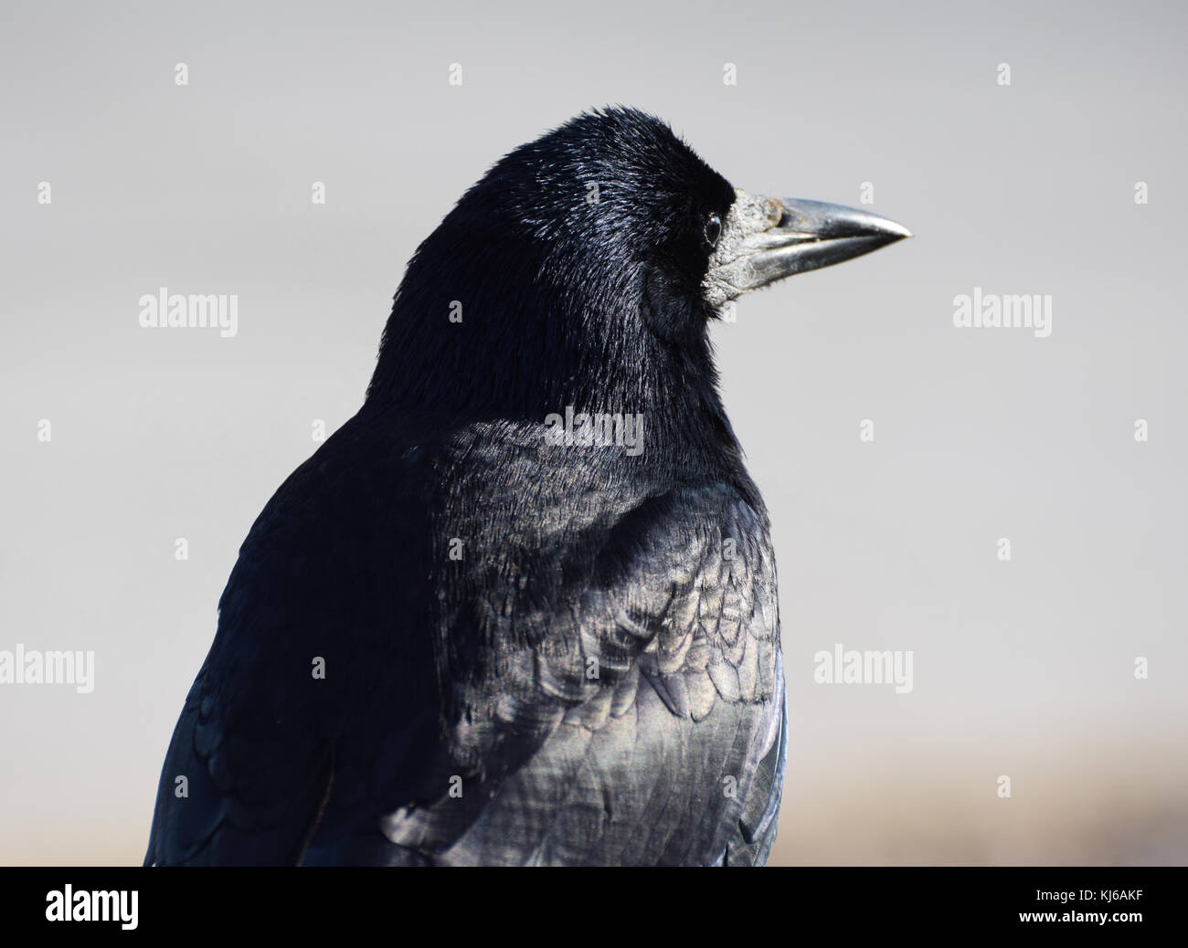 A rook in bright sunshine Stock Photo - Alamy