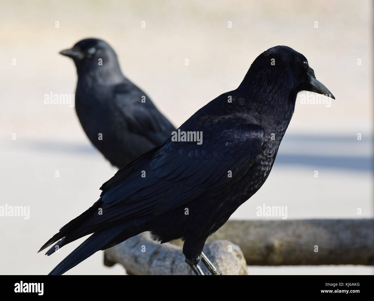 Two rooks hi-res stock photography and images - Alamy
