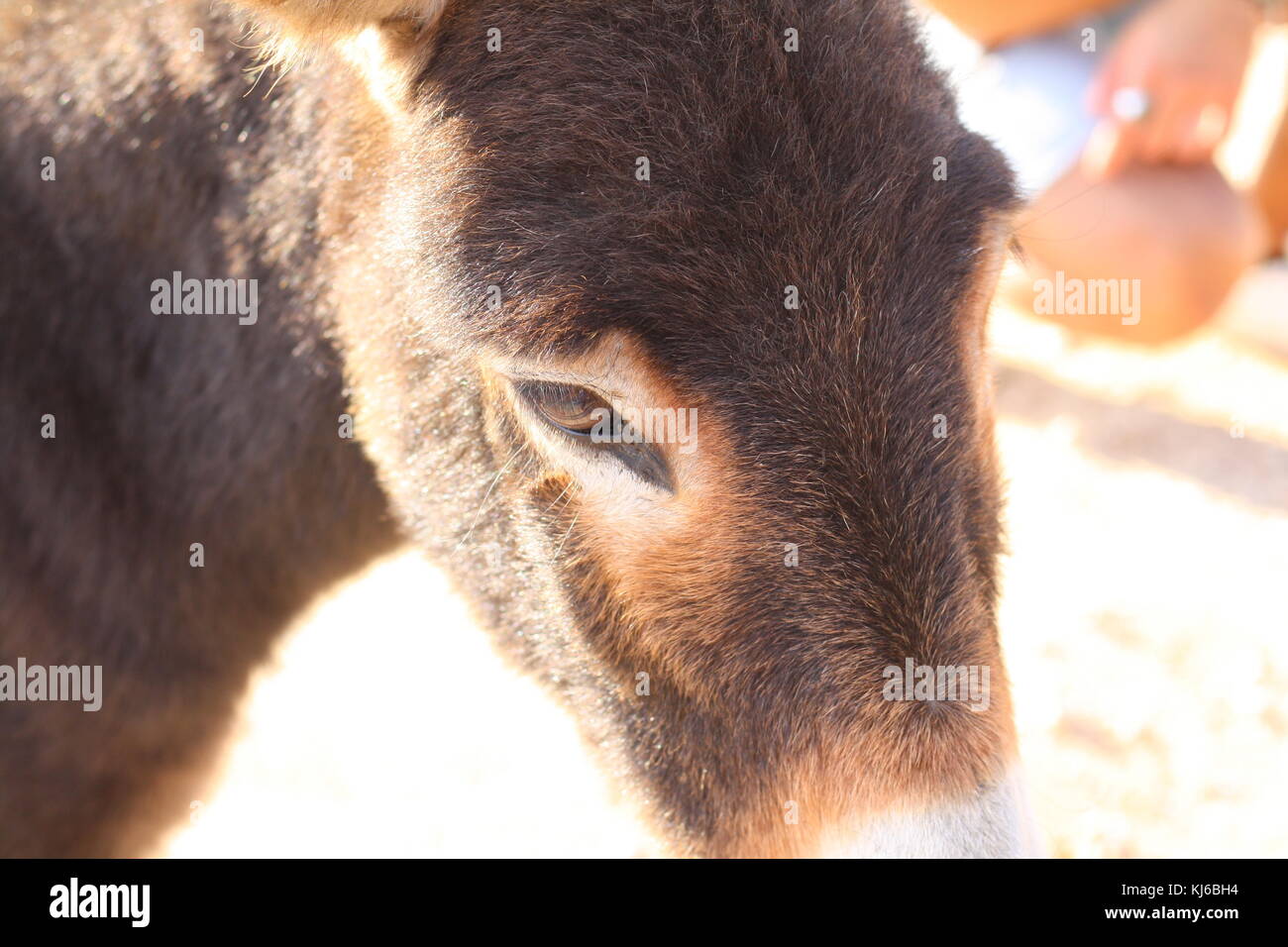 Donkey and pig hi-res stock photography and images - Alamy
