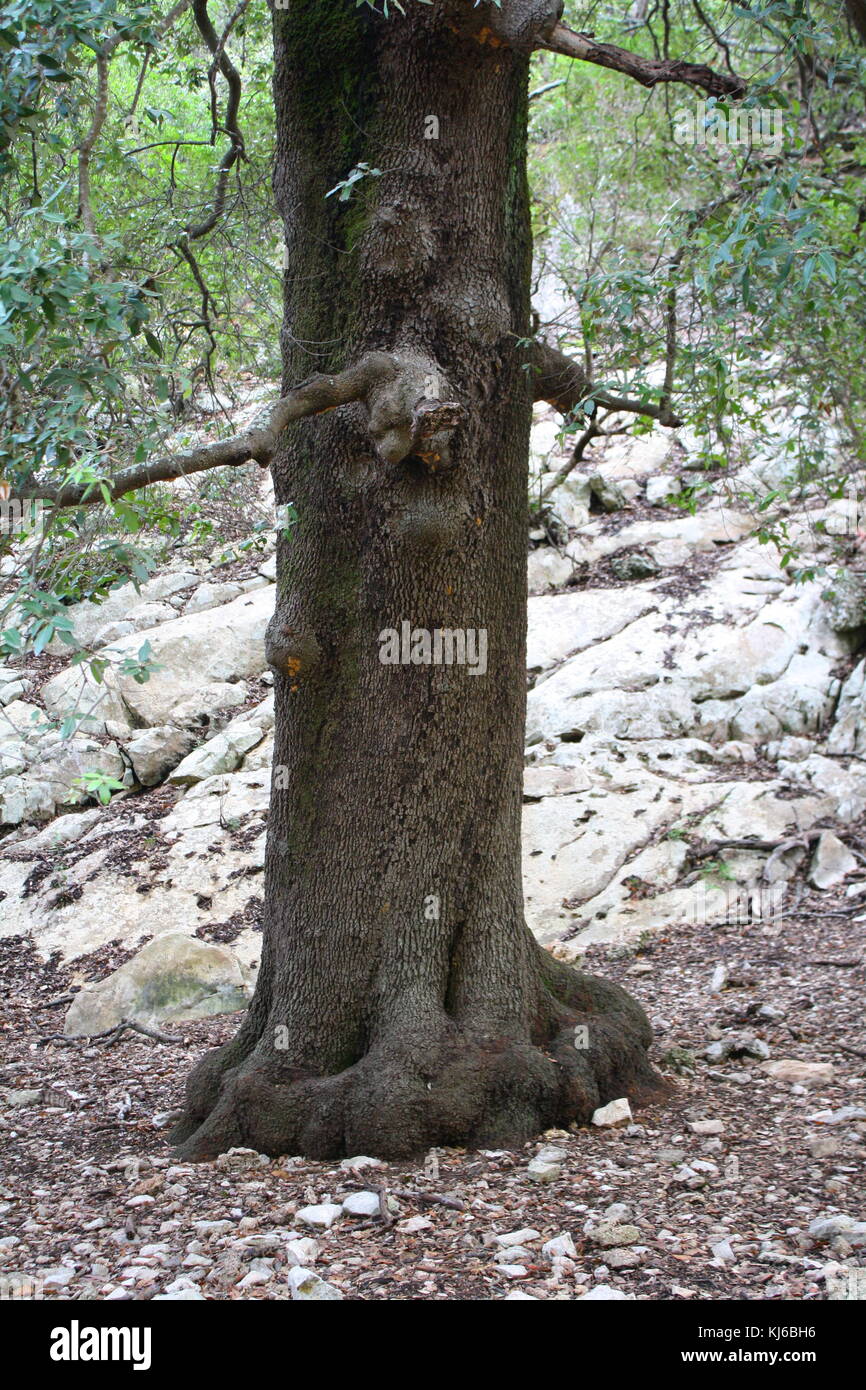 A log of an old olive tree Stock Photo - Alamy
