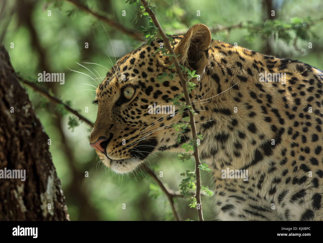 A Portrait of an African Leopard Stock Photo - Alamy