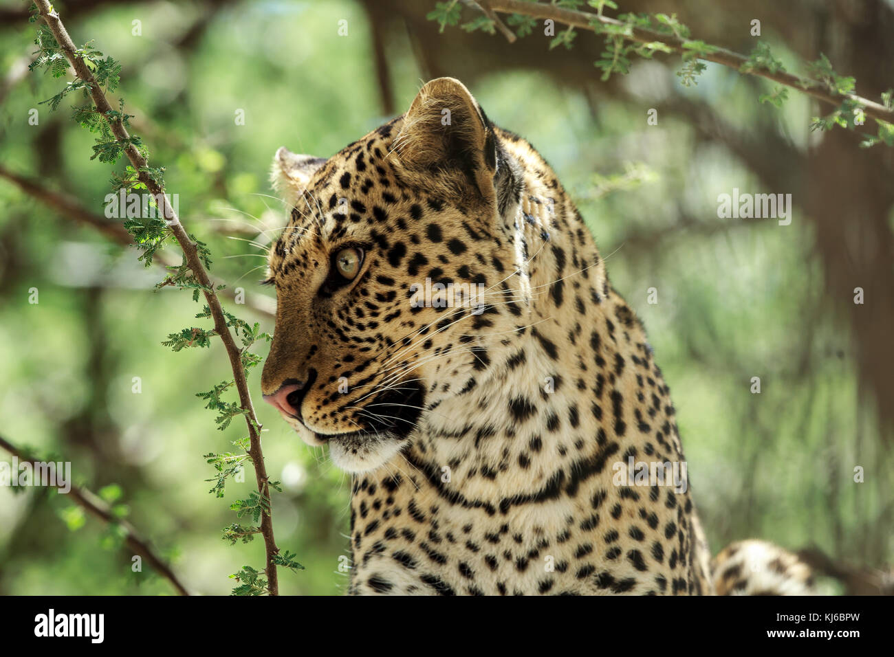 A Portrait of an African Leopard Stock Photo - Alamy