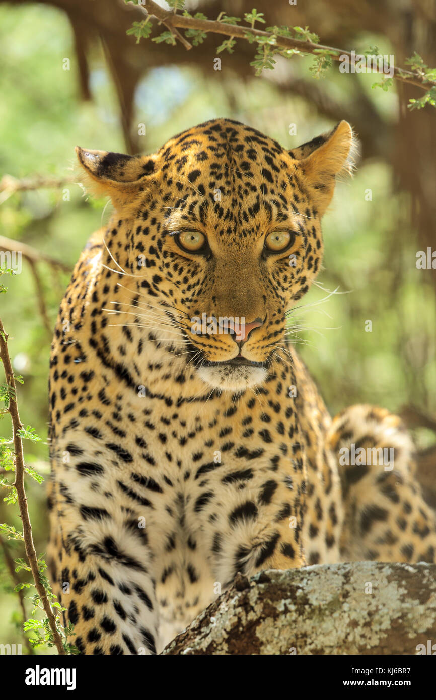 A Portrait of an African Leopard Stock Photo - Alamy