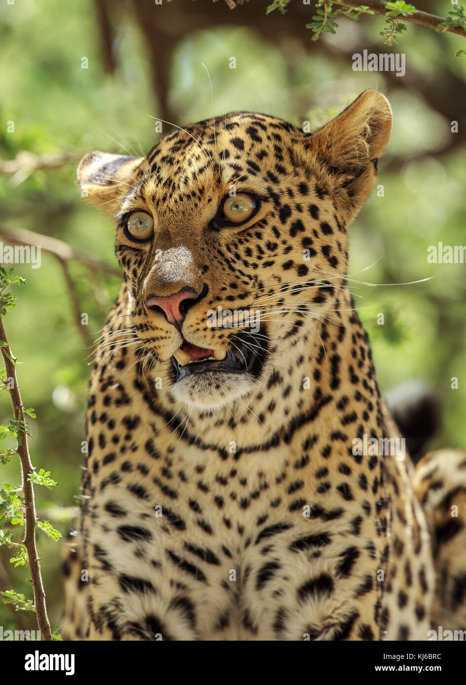 A Portrait of an African Leopard Stock Photo - Alamy