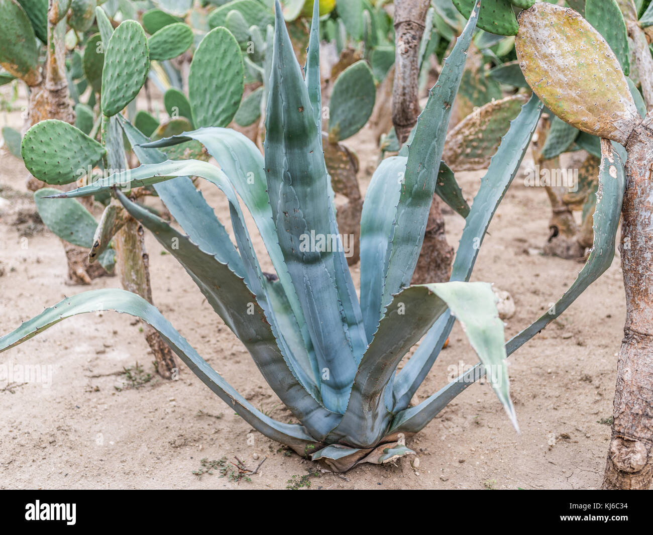 Agava hi-res stock photography and images - Alamy