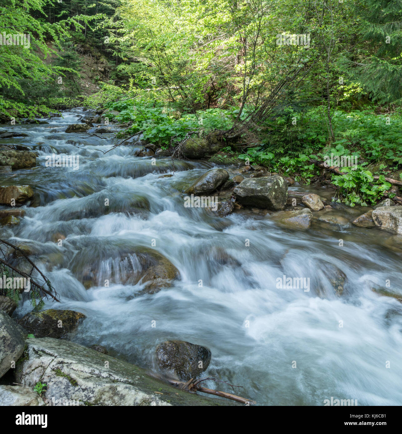 Stream summer hi-res stock photography and images - Alamy