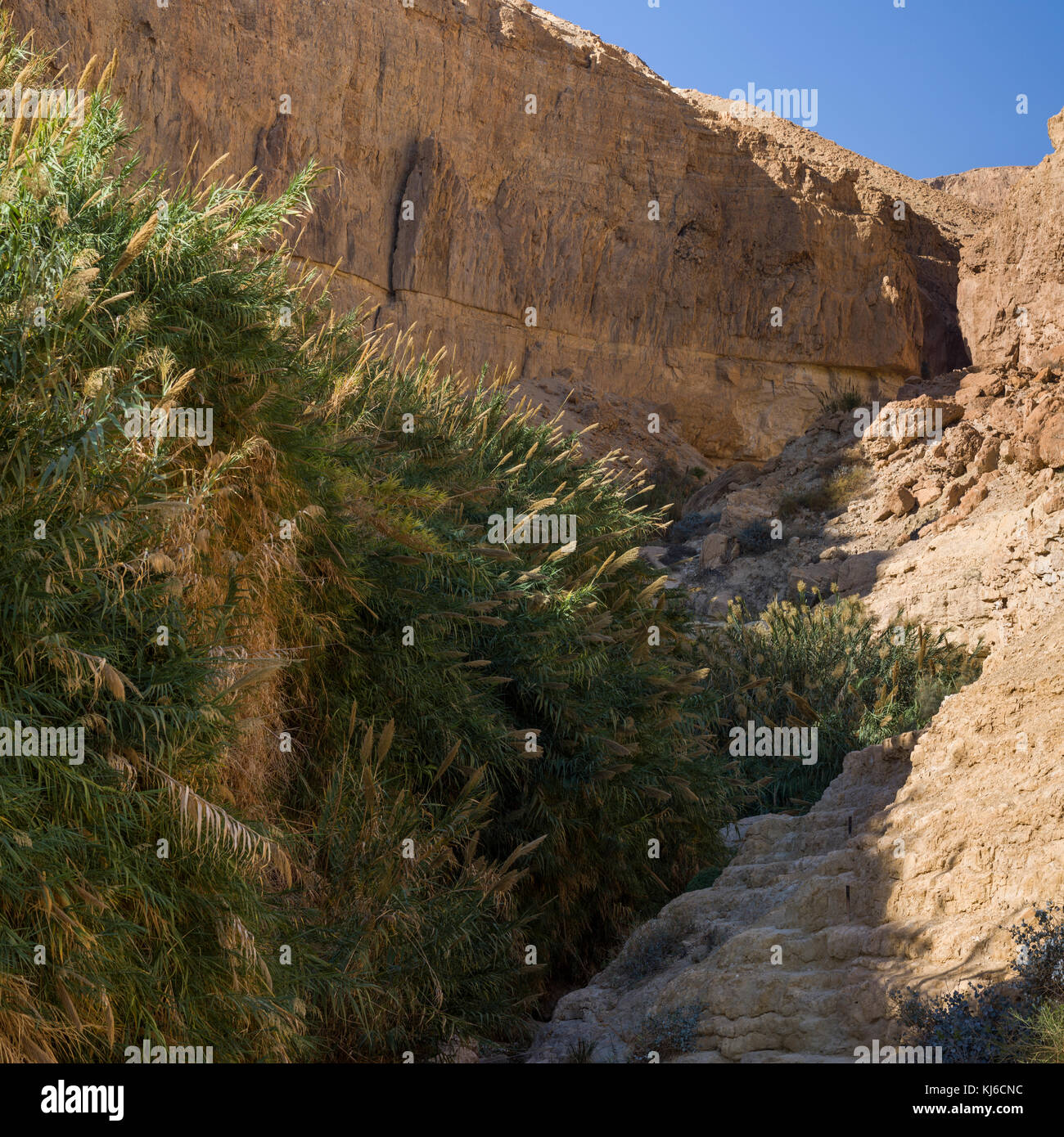 En gedi hi-res stock photography and images - Alamy