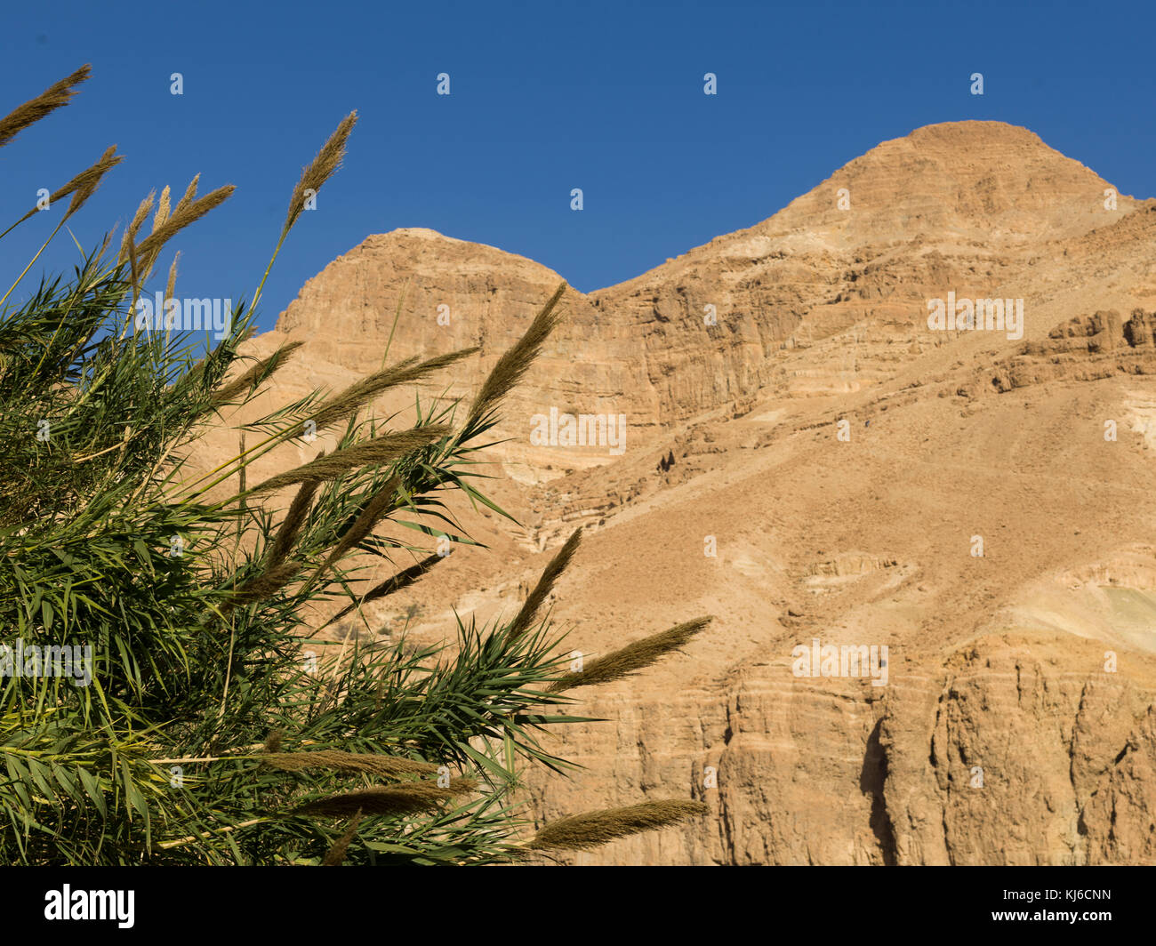 Plants growing on rock, En Gedi Nature Reserve, Judean Desert, Dead Sea ...