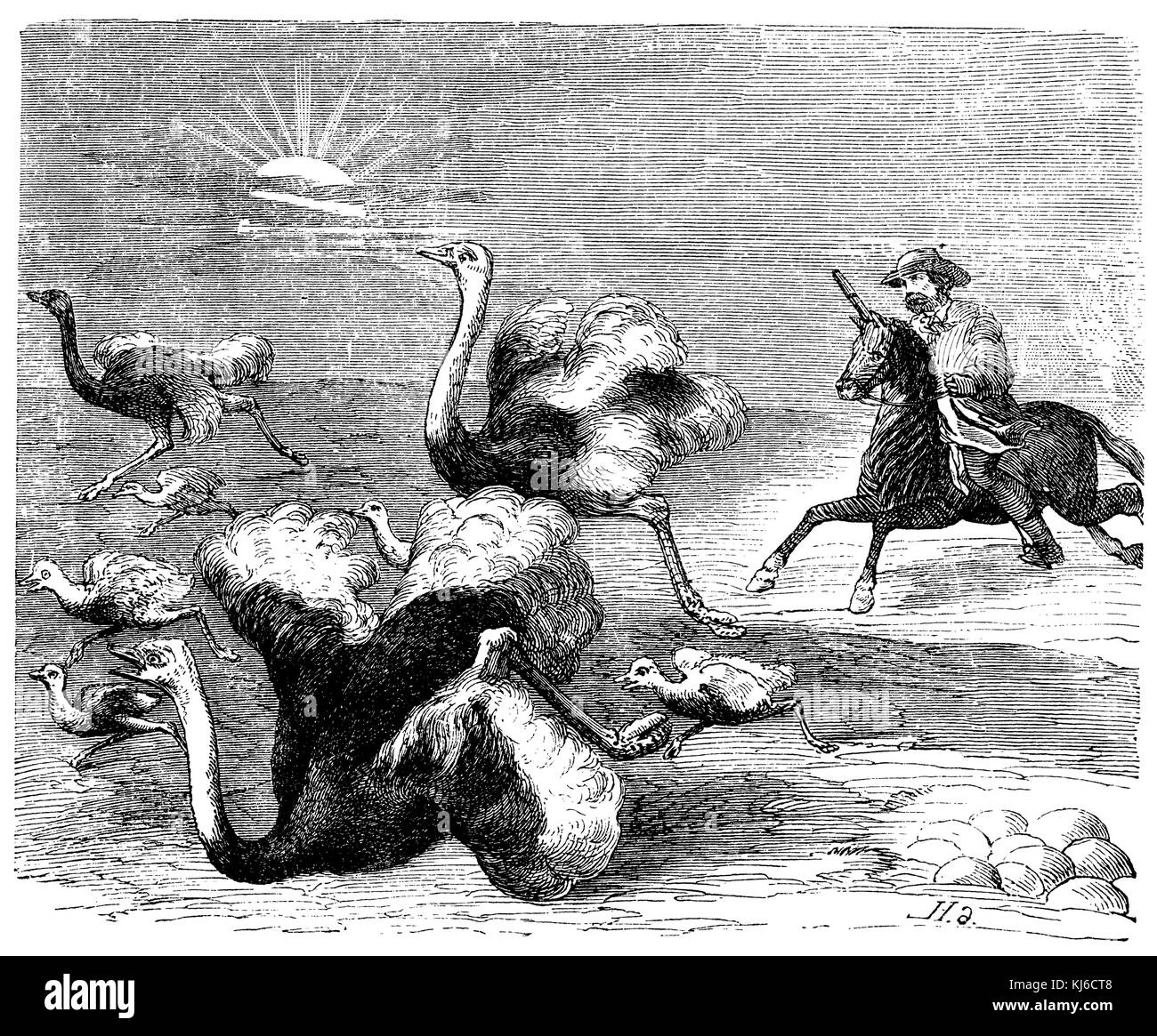 Ostrich hunting, ostriches and their young on the run, (Strauße und ...