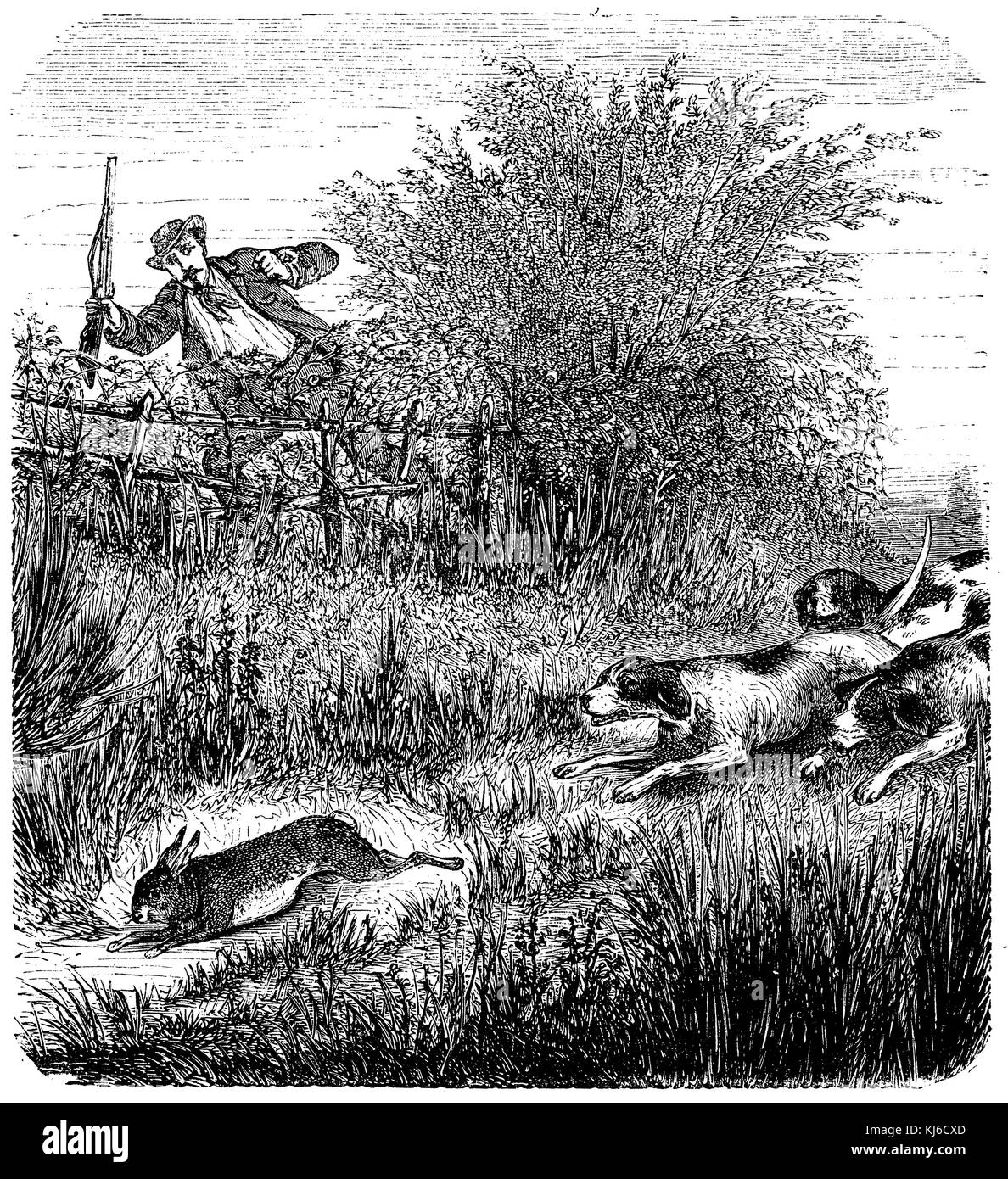 Hasenjagd hi-res stock photography and images - Alamy