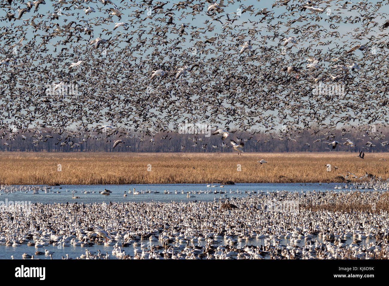 Fall migration hi-res stock photography and images - Alamy