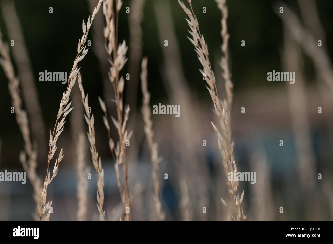 Natural spikes hi-res stock photography and images - Alamy