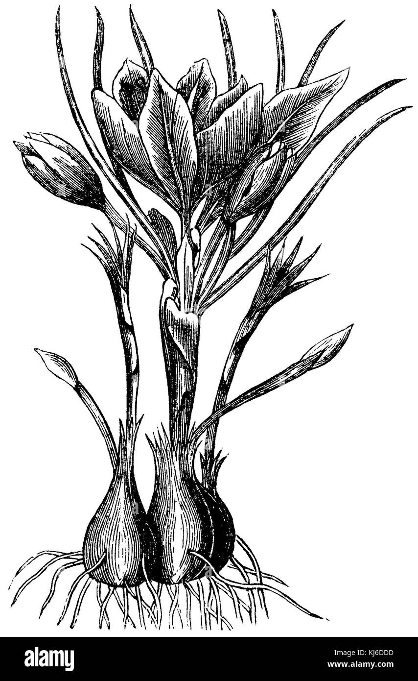 Autumn crocus Black and White Stock Photos & Images - Alamy