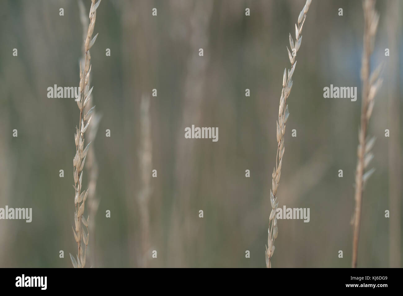 Natural spikes hi-res stock photography and images - Alamy