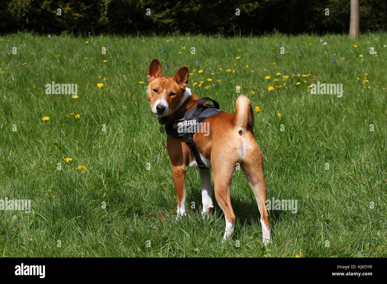 Congo Terrier High Resolution Stock Photography and Images - Alamy