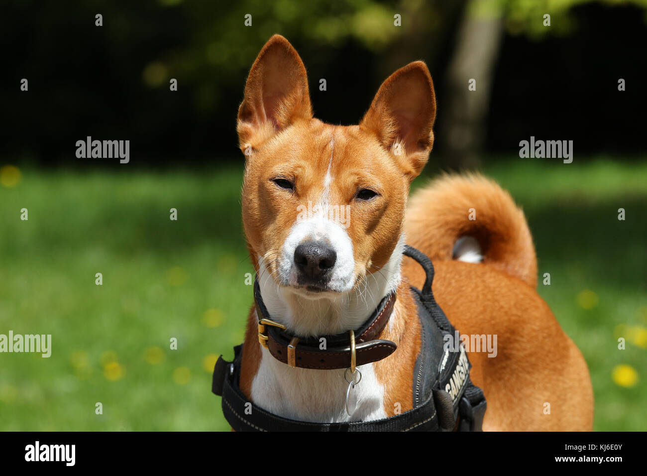 Congo Terrier High Resolution Stock Photography and Images - Alamy