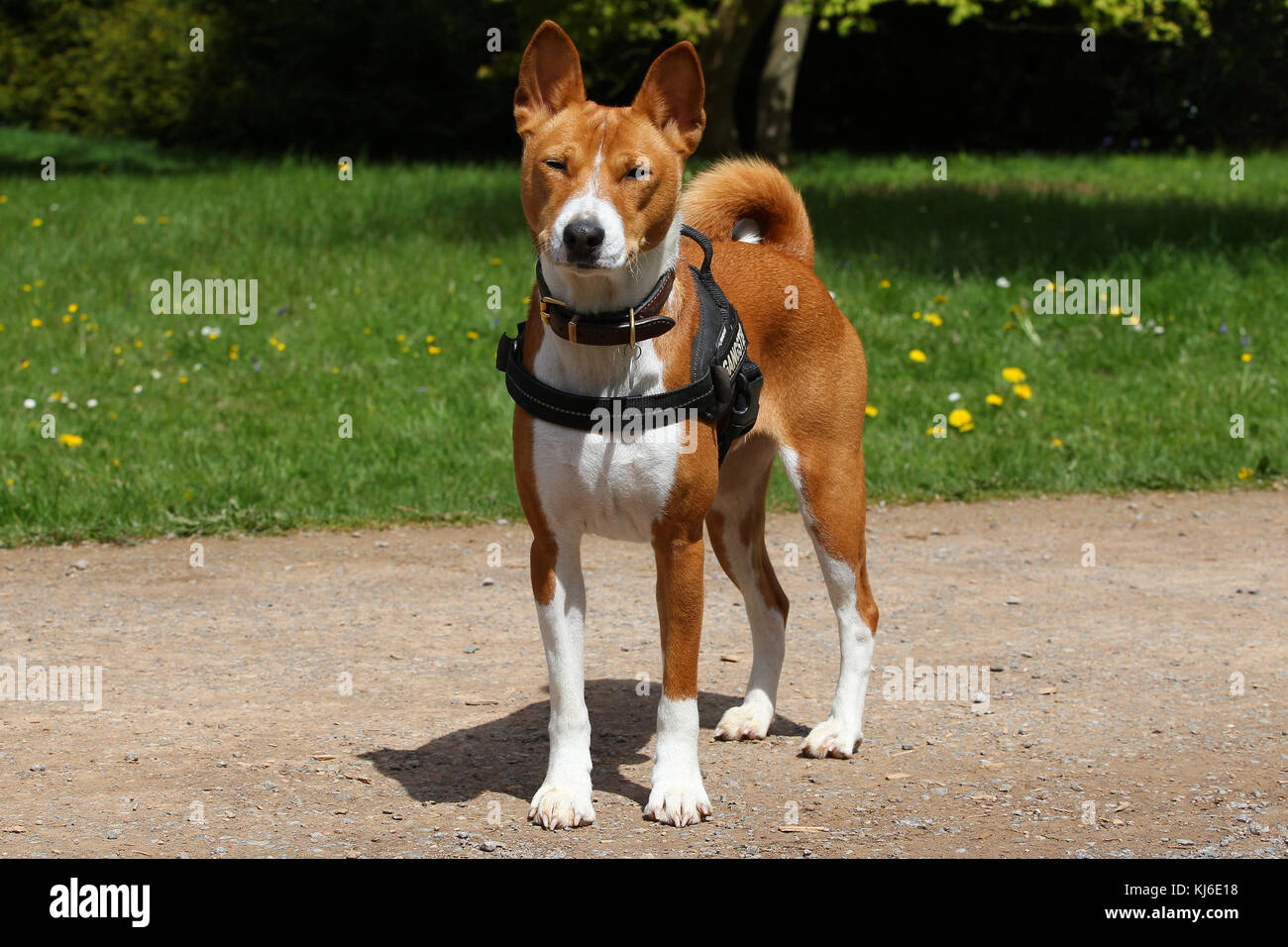 Congo Terrier High Resolution Stock Photography and Images - Alamy