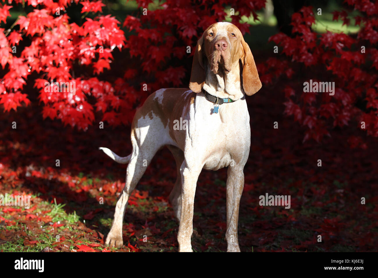 Italian Pointer High Resolution Stock Photography and Images - Alamy