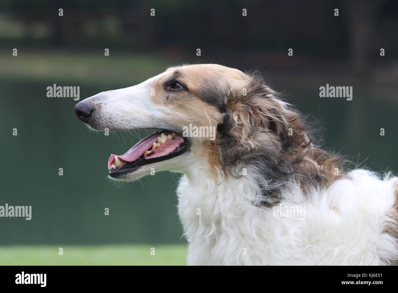 Borzoi nose hi-res stock photography and images - Alamy