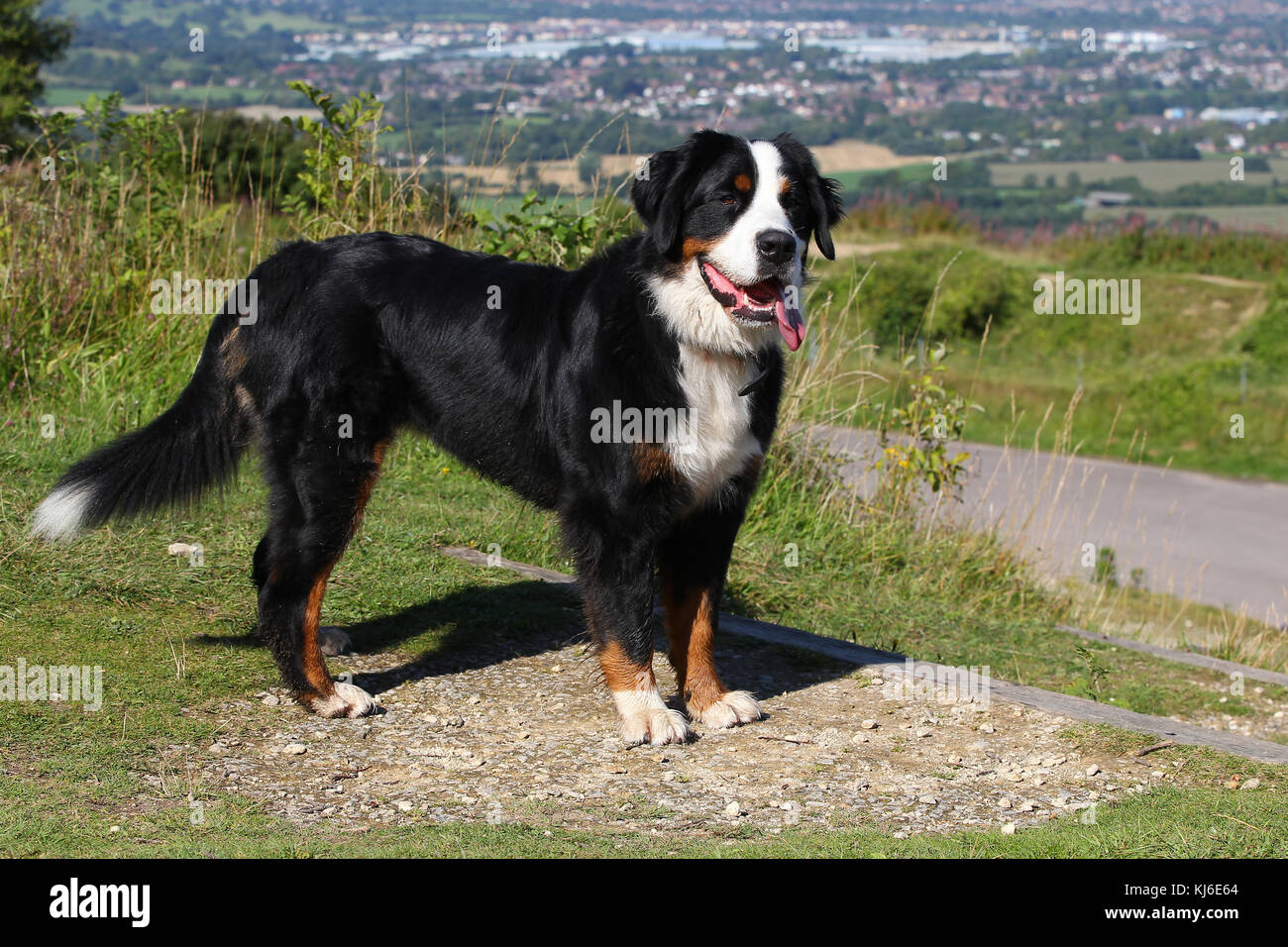 Bernese cattle dog berner hi-res stock photography and images - Alamy