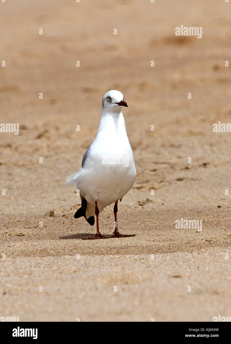 Grey-Headed Gull standing on a beach, Umhlanga Rocks, KwaZulu Natal ...