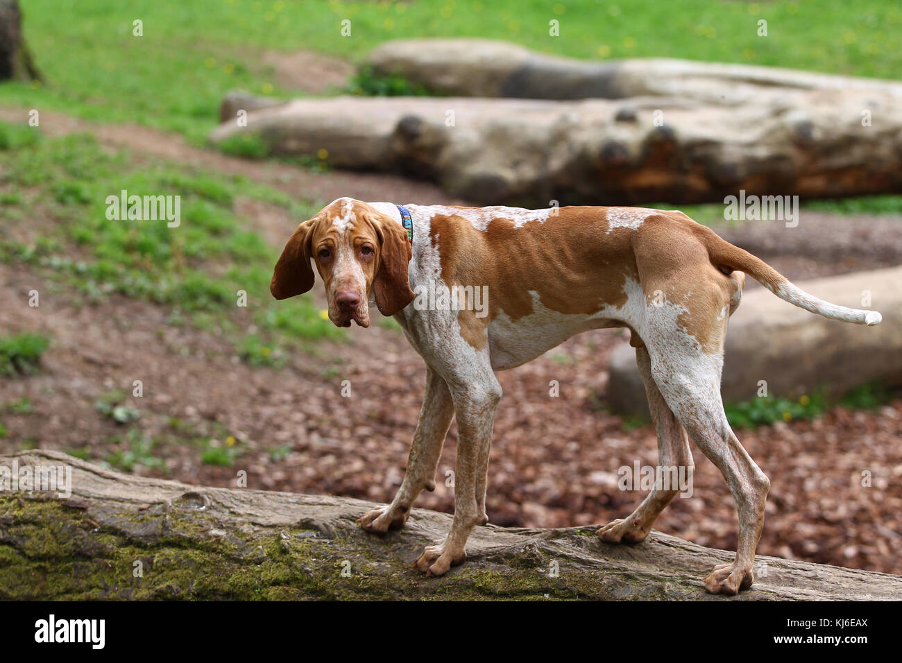 Italian Pointer High Resolution Stock Photography and Images - Alamy