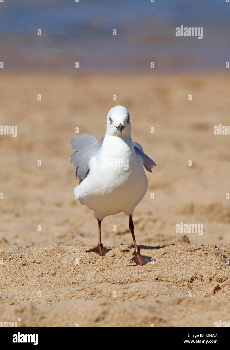Grey-Headed Gull standing on a beach, Umhlanga Rocks, KwaZulu Natal ...