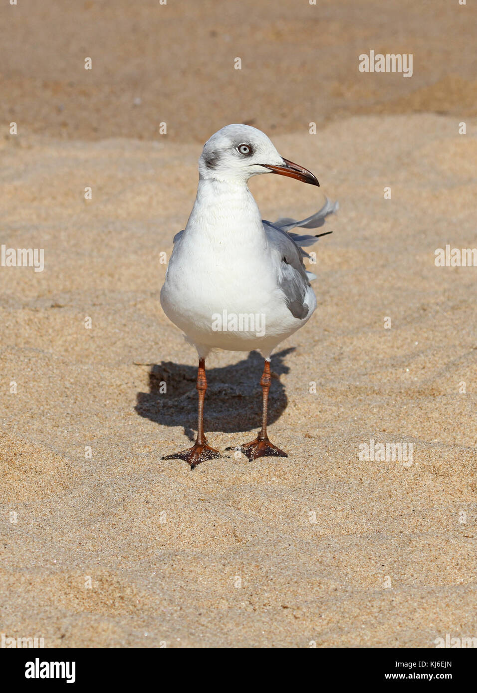 South african gull hi-res stock photography and images - Alamy