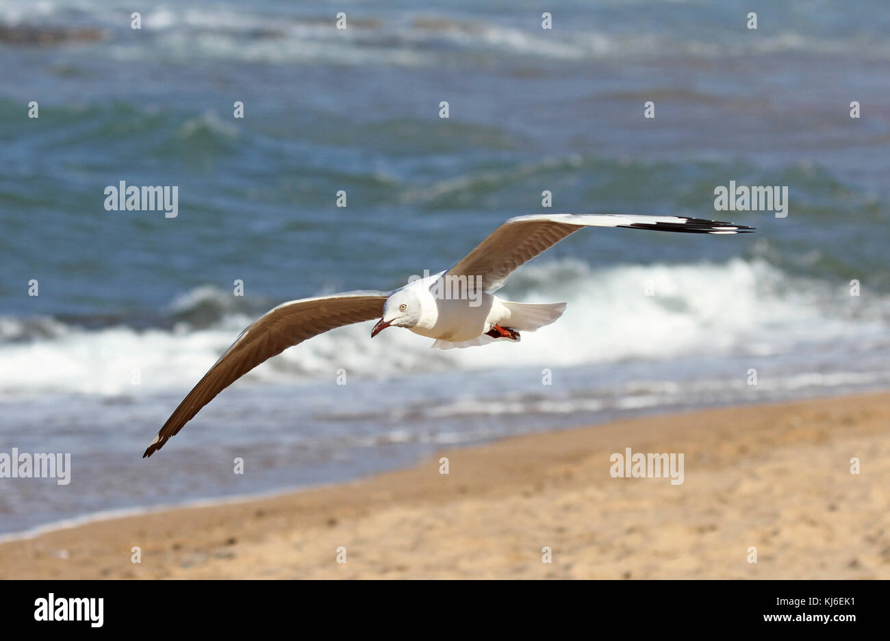 Grey-Headed Gull flying over a beach, Umhlanga Rocks, KwaZulu Natal ...