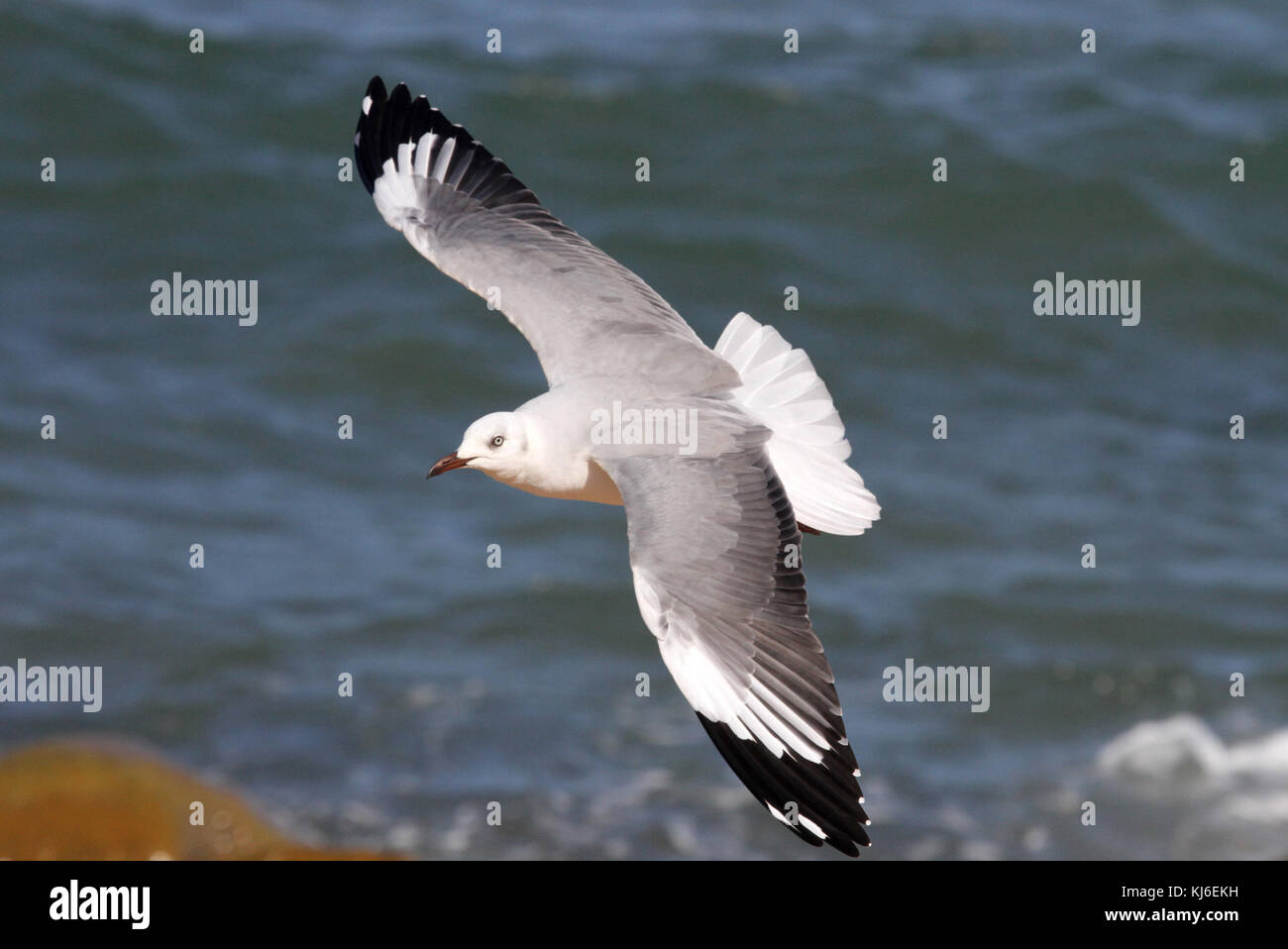 Grey-Headed Gull flying over a beach, Umhlanga Rocks, KwaZulu Natal ...
